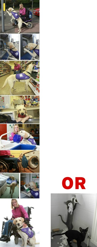 Funny Archives - Duuude.com